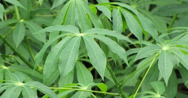 Daun Ubi Kayu / Pucuk Ubi ~ Tom Tom Mie