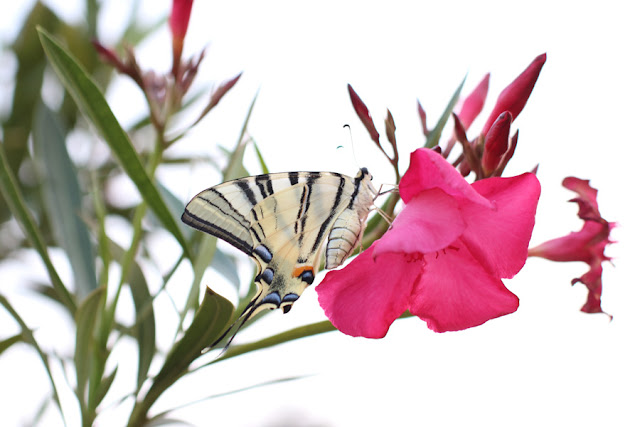 fluture coada randunicii pe o floare de leandru - Amartis Design