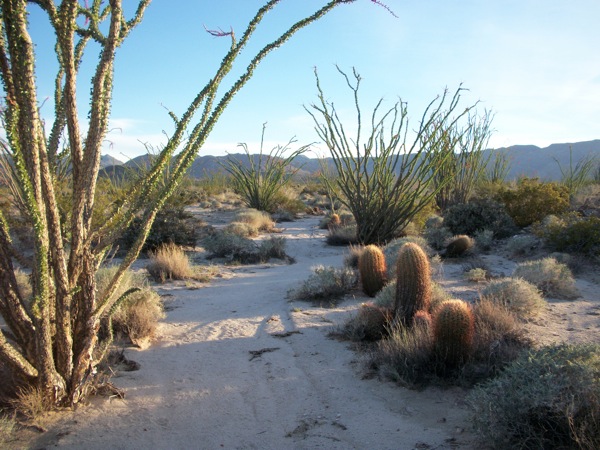 Aerial Photos Show Wind Project's Toll on the Desert