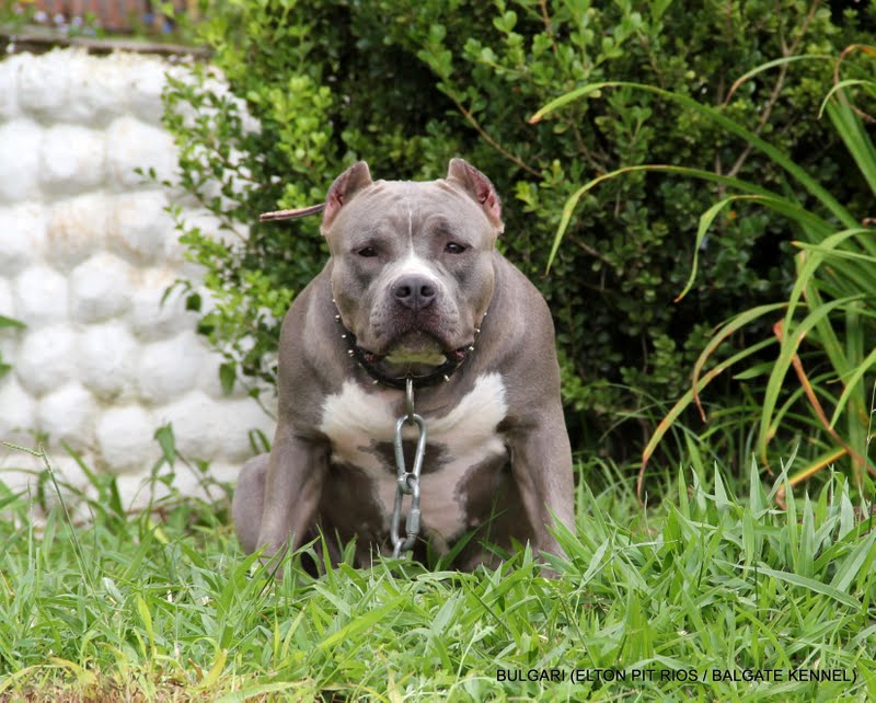 U.S BULLY FORCE BULGARIi =CRIAÇÃO NACIONAL= | American Bully Brasil ...