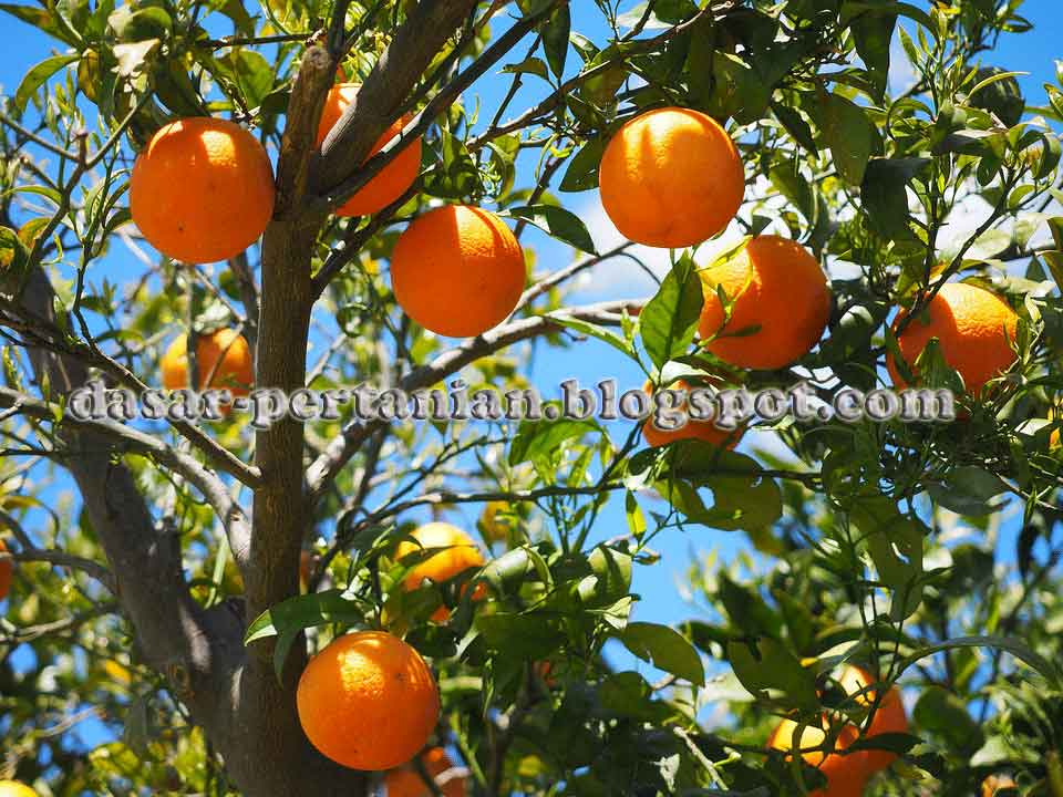 Cara Sederhana Agar Tanaman Cepat Berbuah Lebat - Rumah Petani