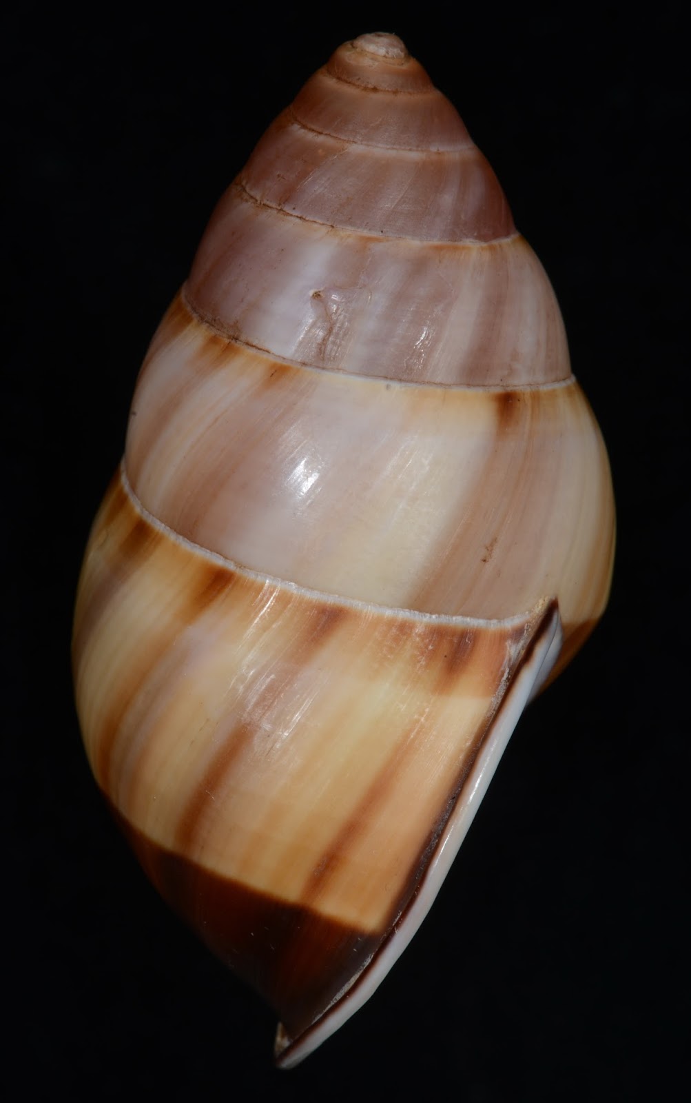 Dr. Lee's Gallery Museum: Amphidromus inversus annamiticus 45.11mm ...