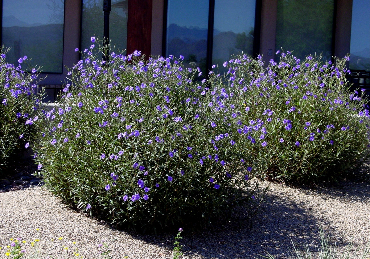 Plant Palette for New Landscape Area: Trees and Shrubs - Ramblings from ...