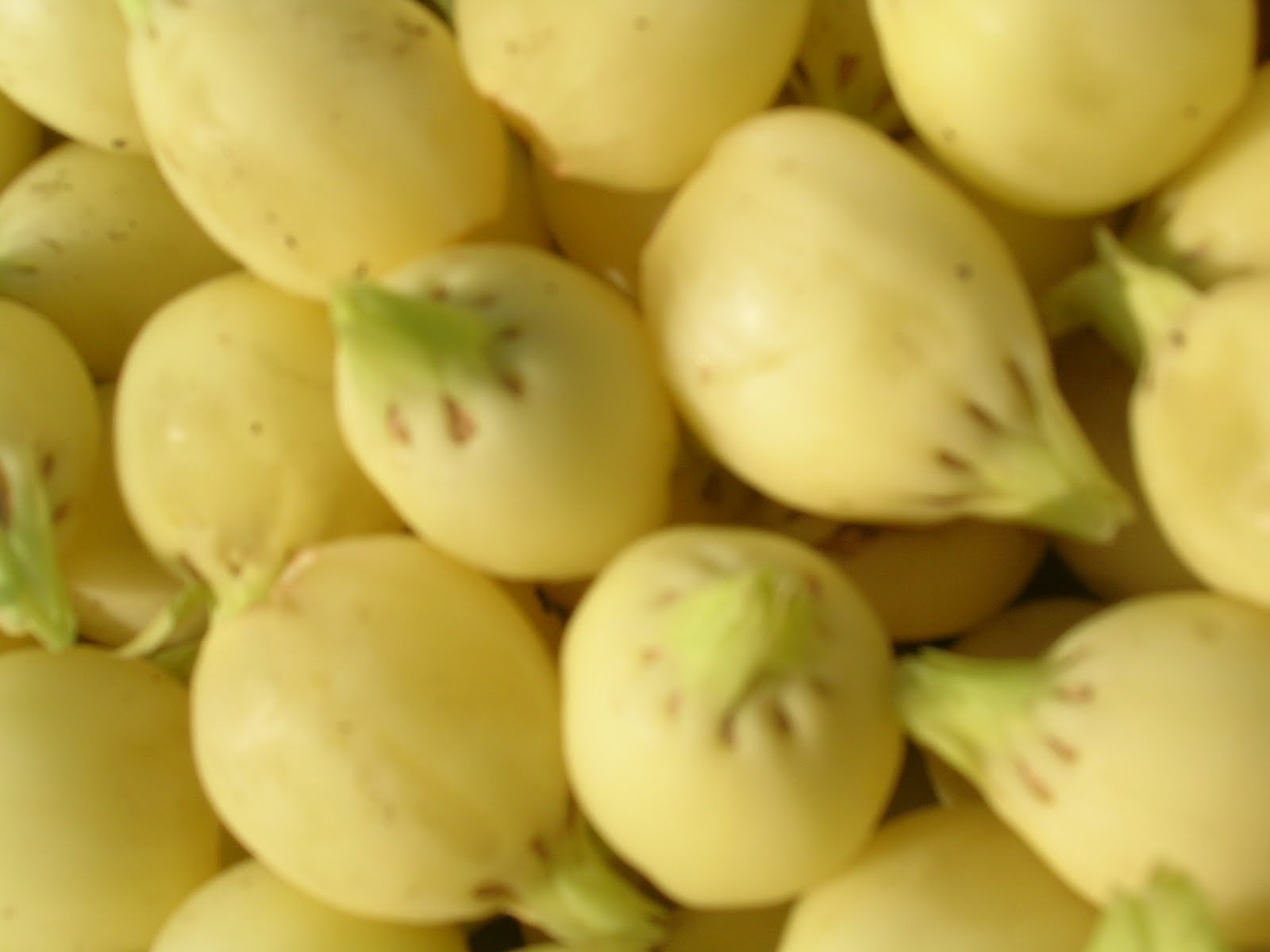 వెన్నెలదారి venneladaari: ఇప్పపూవులా....