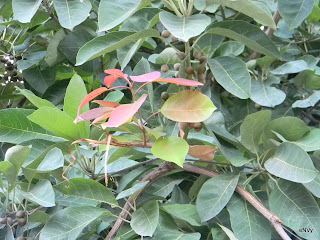 Indian trees: Terminilia bellirica -Baheda