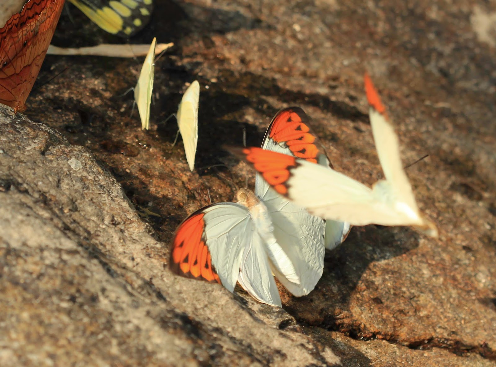 Butterflies of Vietnam: 64. Hebomoia glaucippe glaucippe (The Great ...