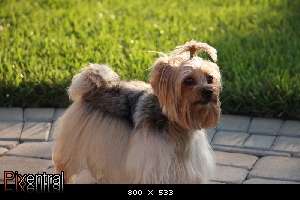 Shear Perfection: Yorkshire Terriers: little dogs, big personalities