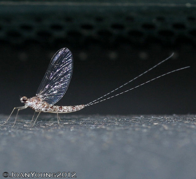 South African Photographs: Mayflies - Order Ephemeroptera