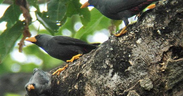 Cara Merawat Burung Jalak Rio rio Supaya Cepat Gacor dan Ngecret ...