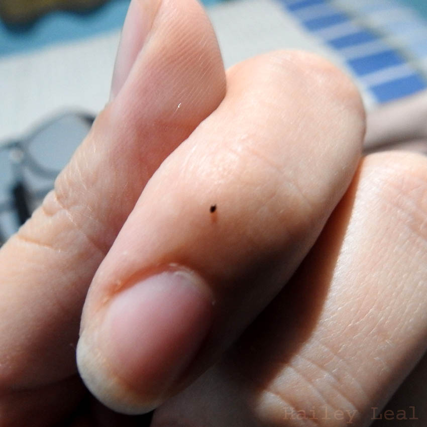 Insetologia - Identificação de insetos: Besouro Minúsculo no Rio Grande ...