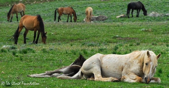 Save the Mustangs: History of the Wild Mustangs / Fun Facts