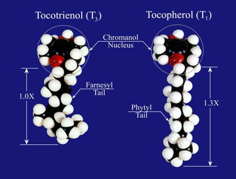 Student Campus: Tocotrienol : Kehebatan Luar Biasa Vitamin E