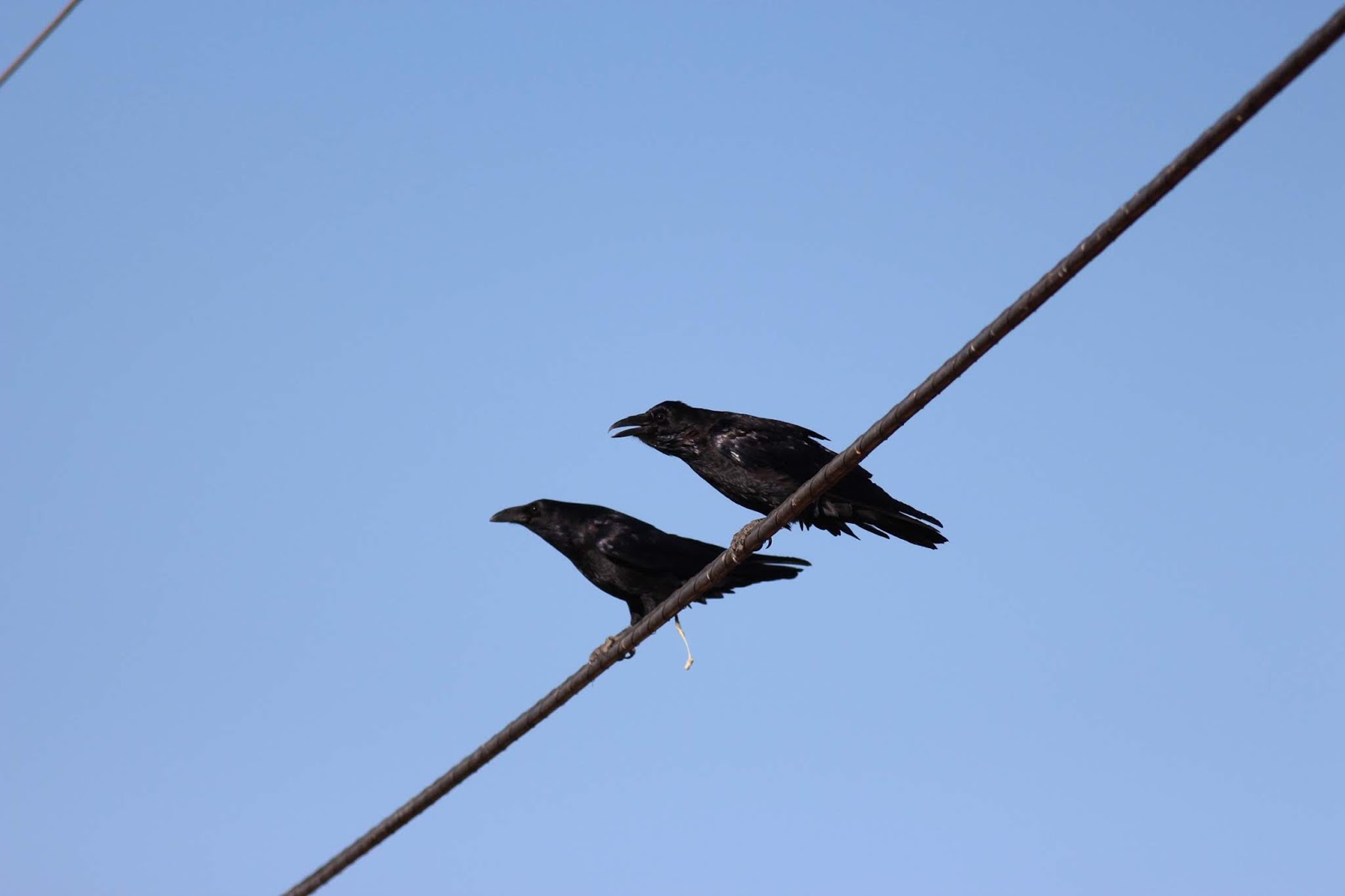 Photographicbirdlistomania: Birds Pooping