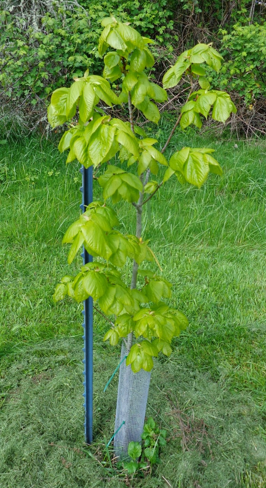 Daniel's Pacific NW Garden: April 2014