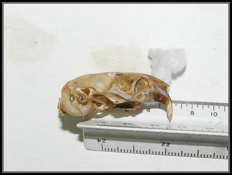 Beszamel i spółka bez ograniczeń: Tukotuko z pozostałych krajów Ameryki ...