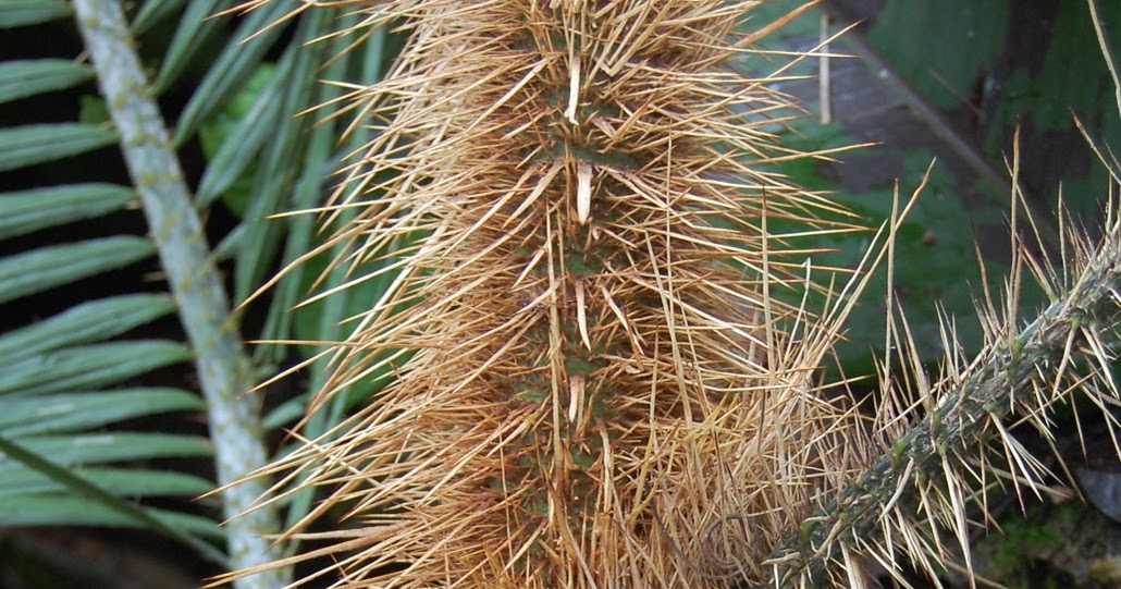 Species New to Science: [Botany • 2020] A Revision of Calamus ...