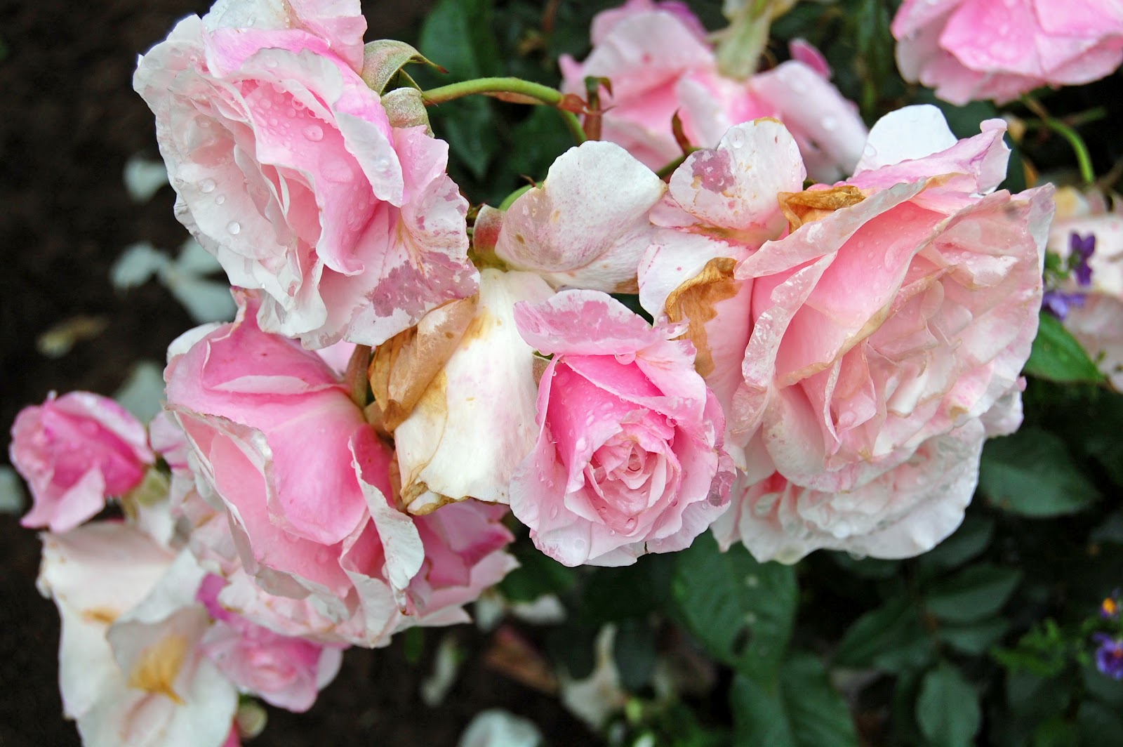 My Painted Garden: Painting Pink Roses