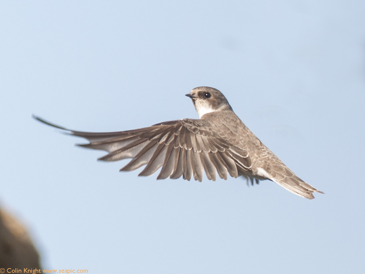 Postcards from Sussex: Sand Martins in flight