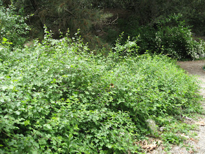 Mother Nature's Backyard - A Water-wise Garden: Plant of the Month ...