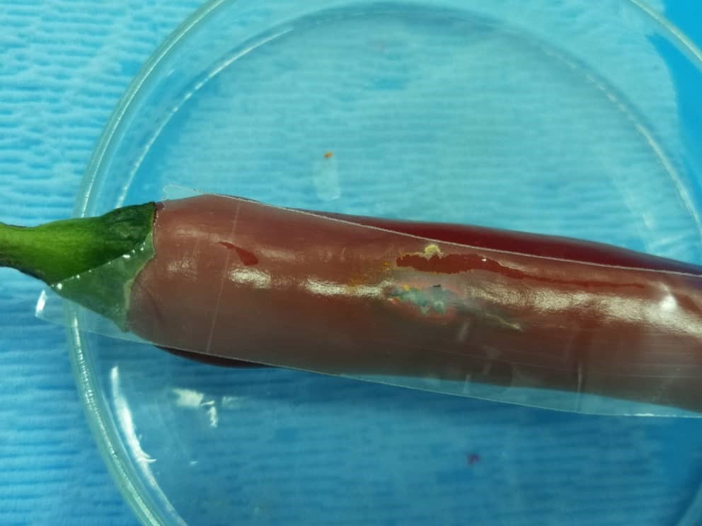 Plant Pathologist's Diary: Practical 3: Disease Diagnosis: Symptom ...