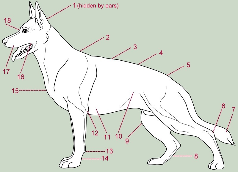 Kelley's Dog Blog: What's in a Dog?