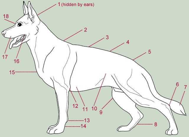 Kelley's Dog Blog: What's in a Dog?