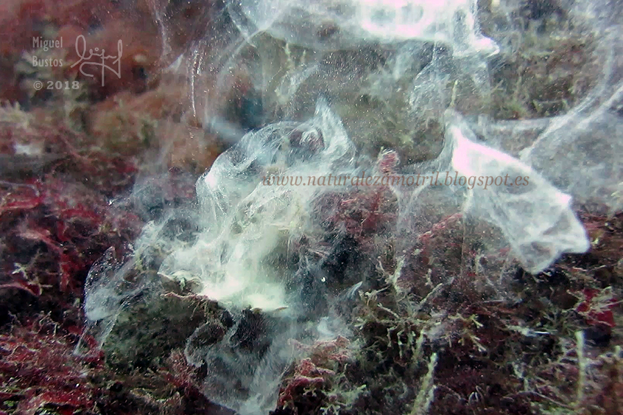 Naturaleza y Fotografía en Motril: Cómo se reproducen las esponjas