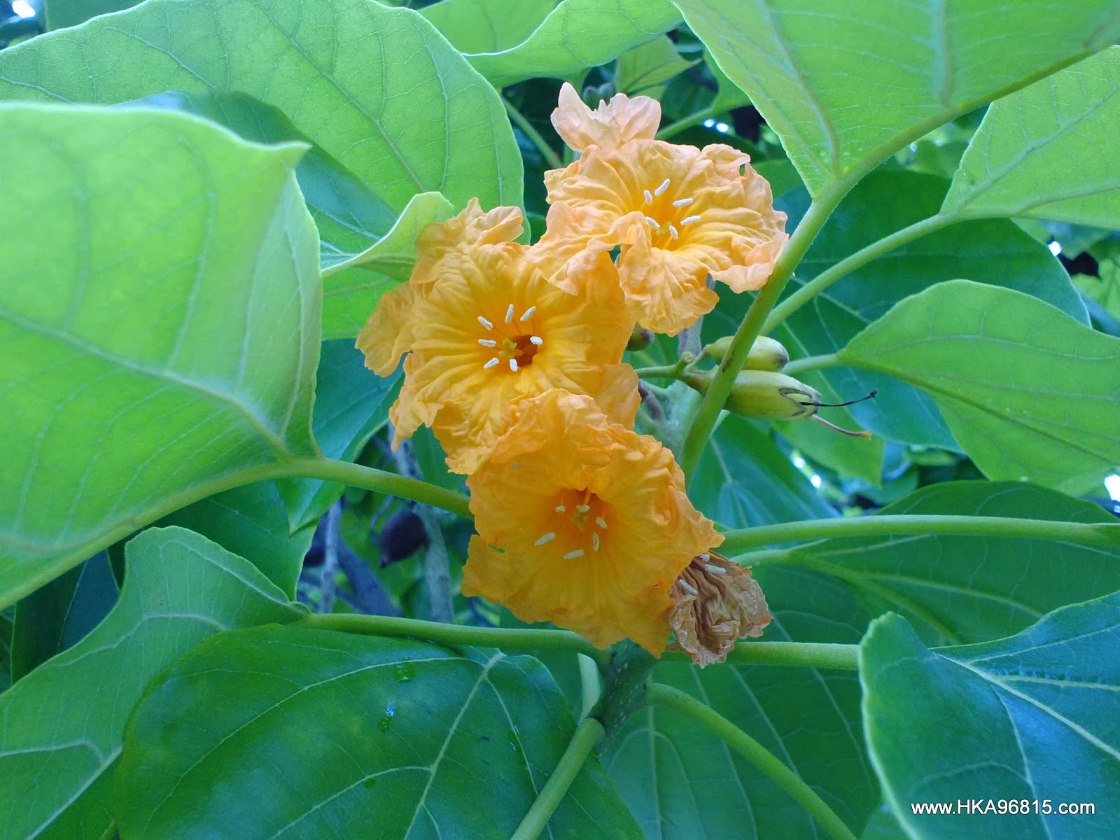 Kou cordia subcordata