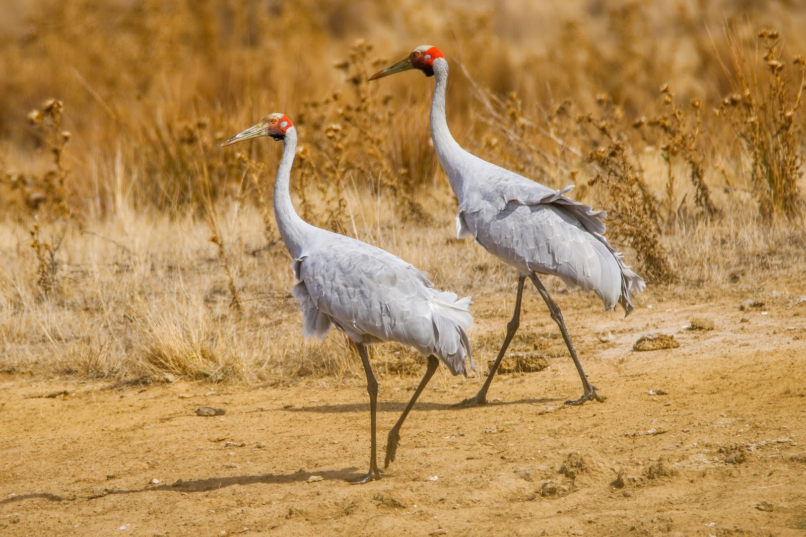 BIRDS of KILMORE, AUSTRALIA: Brolga