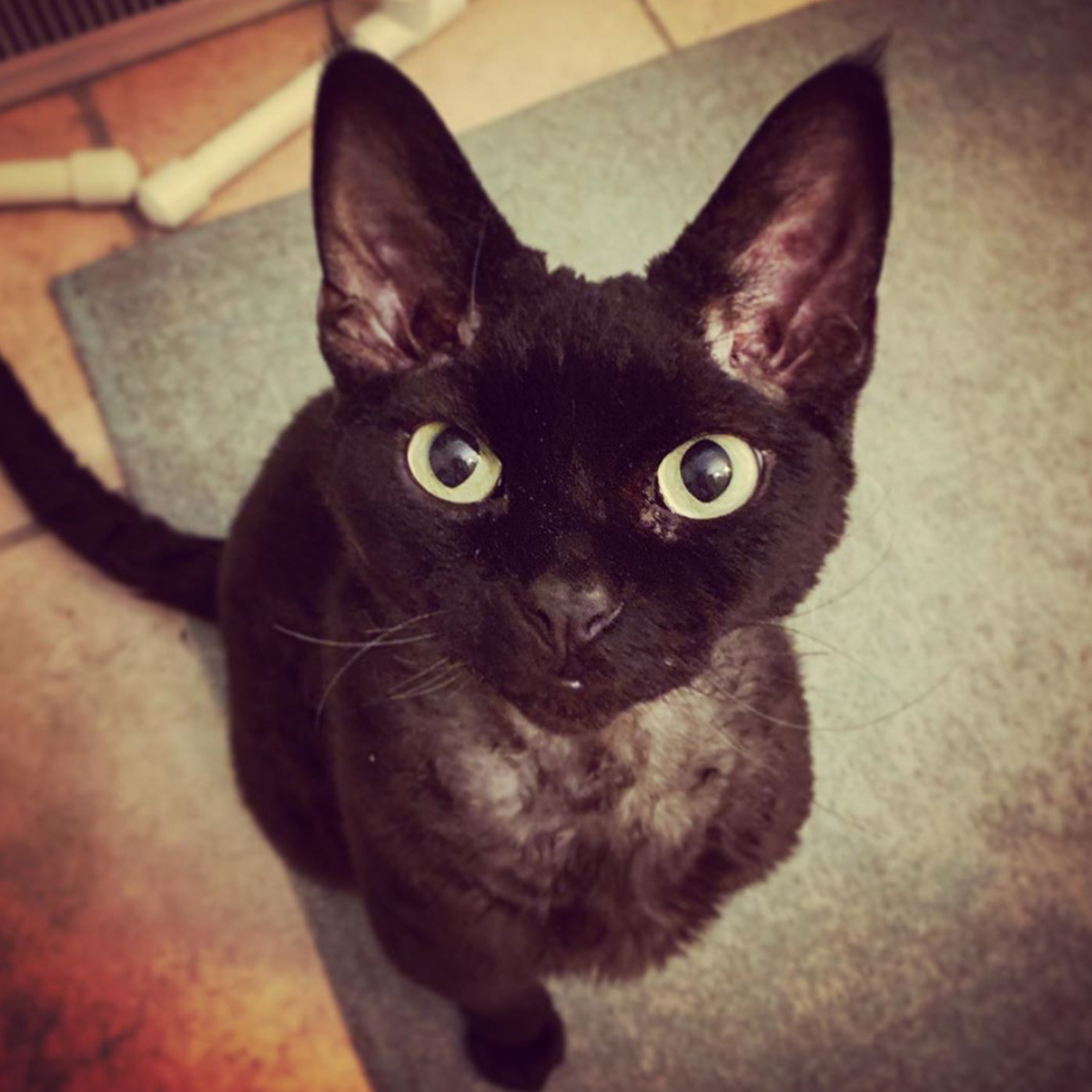 The Williams: Feb 9, 2011