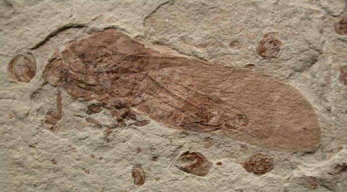 JÓIAS DA NATUREZA: BORBOLETAS JURÁSSICAS