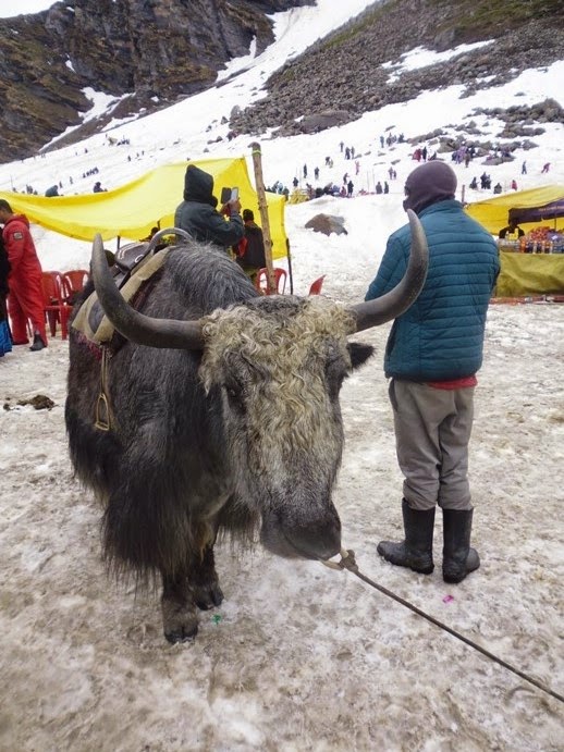 Yak, Hewan Asli Pegunungan Himalaya - EMAKMBOLANG
