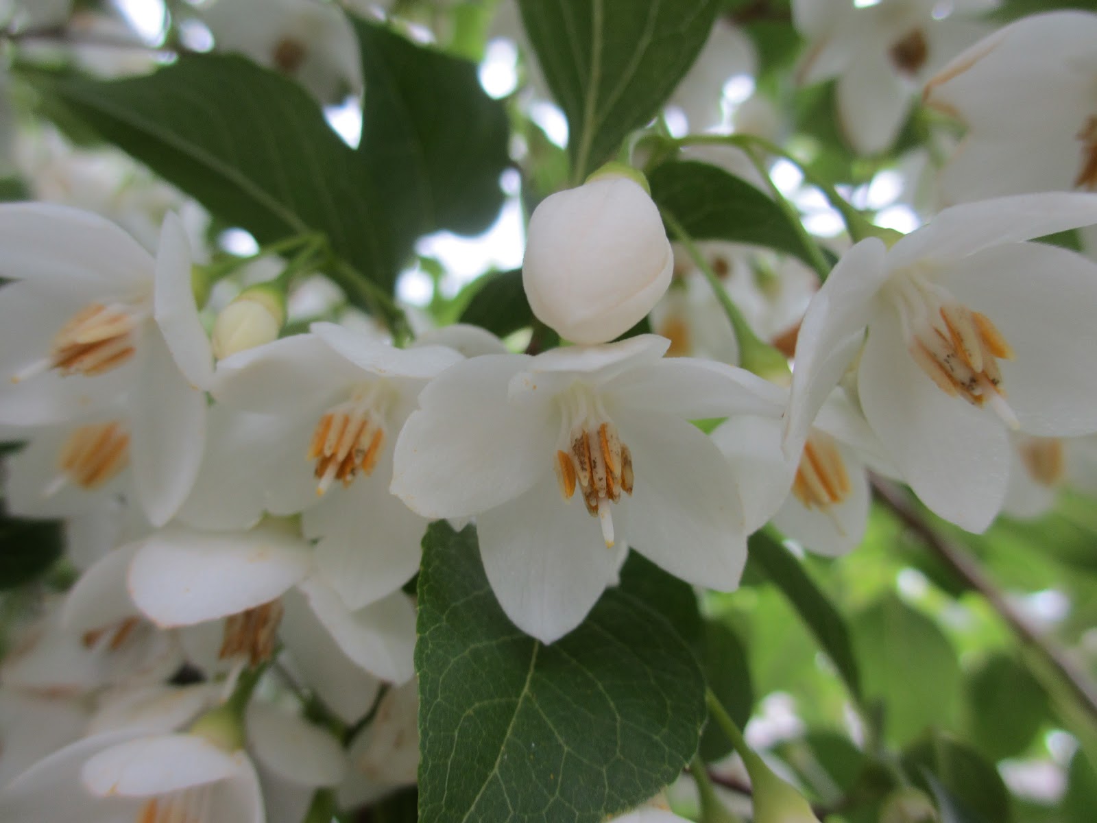 The Well-Watered Garden: Styrax japonica