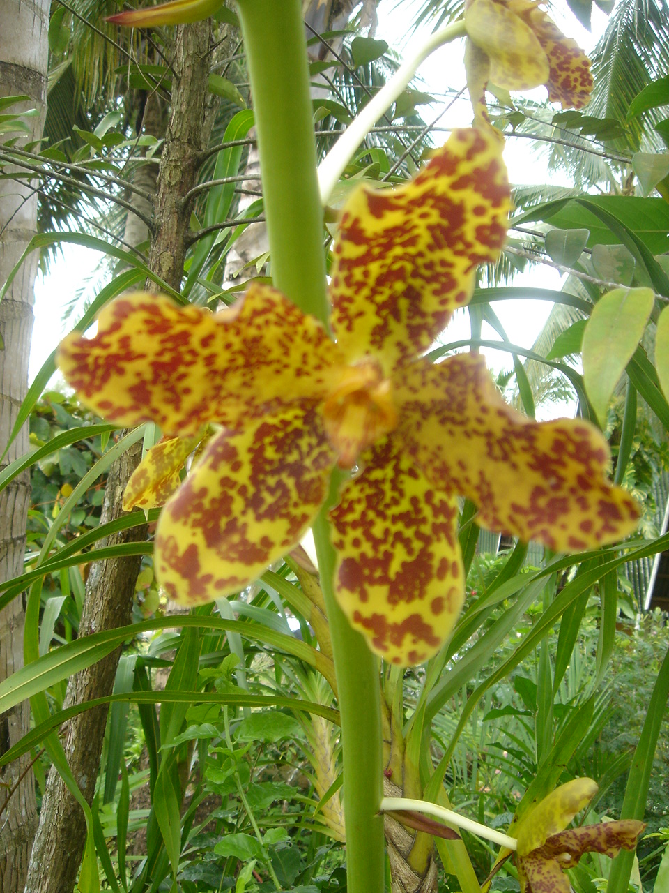 SENI RAHSIA ALAM: ORKIT HARIMAU