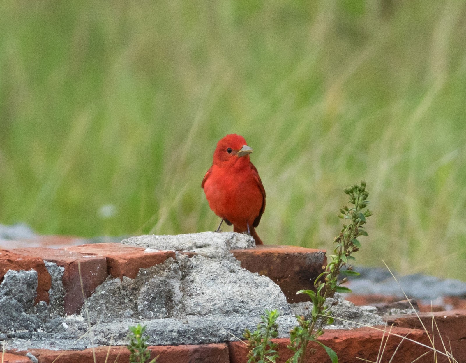 Pixie Birding: Florida Birding Trip Report - Day 8 (The Dry Tortugas ...