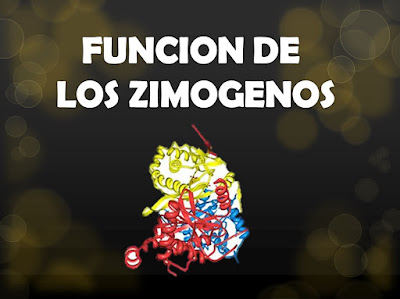 Bioquimica : Actividad 1.- Exposición del tema zimógenos
