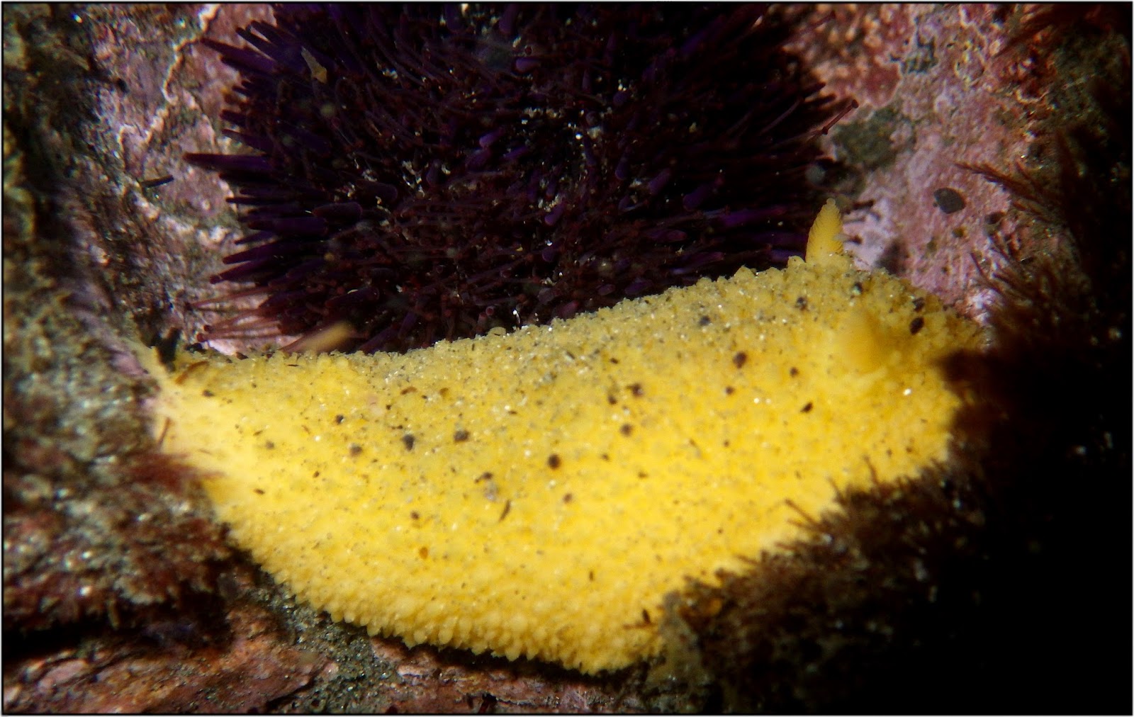 Promoting Research Investigations in the Marine Environment: Zac - One ...