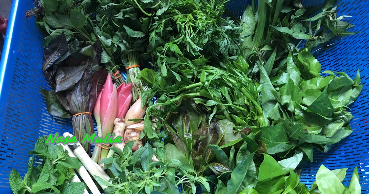 warna warni hidupku..............: Jom Kenali Pucuk-Pucuk / Herba ...