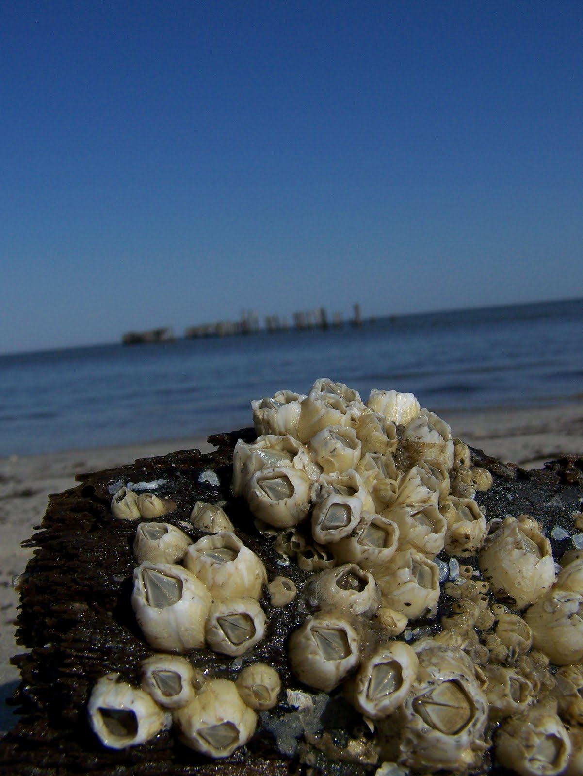 Deltaville Vignettes: Barnacle Fetish