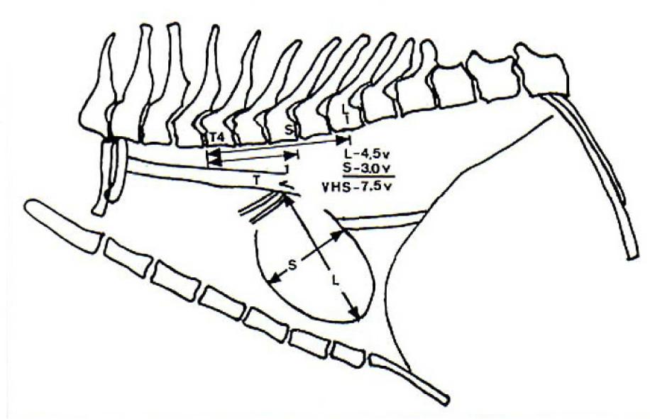 Imacardio: El Vertebral Heart Score (Índice cardiaco vertebral)