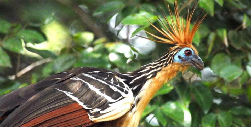 EL MAÑANERO NOTICIAS - SAPOSOA: EL SHANSHO