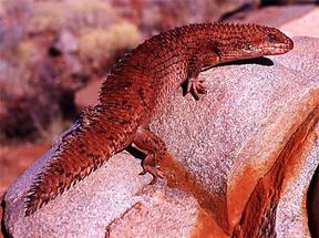 Encyclopedias: New species of skink discovered in Australia