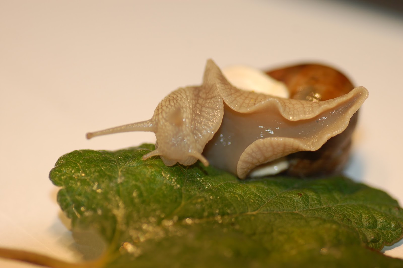 Naturblog: Biotopopgave 1.del / 10 dyr i mit biotop