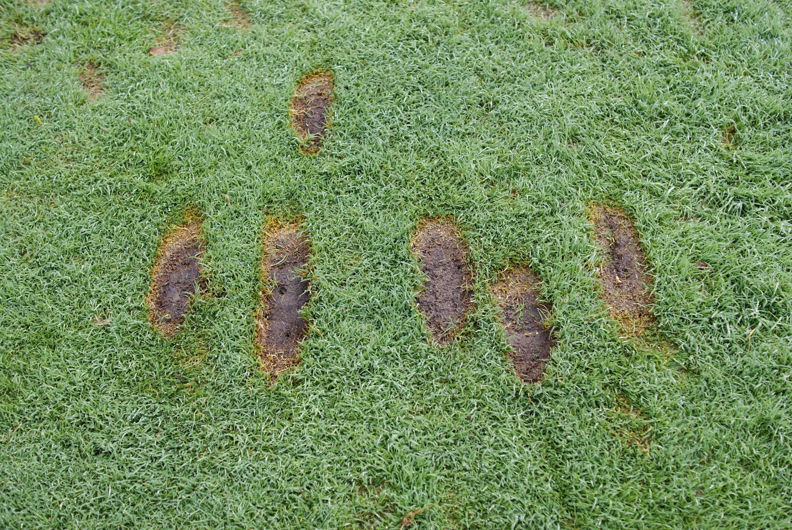 Sugar Creek Golf Course Blog: A Week after Aerification : Update