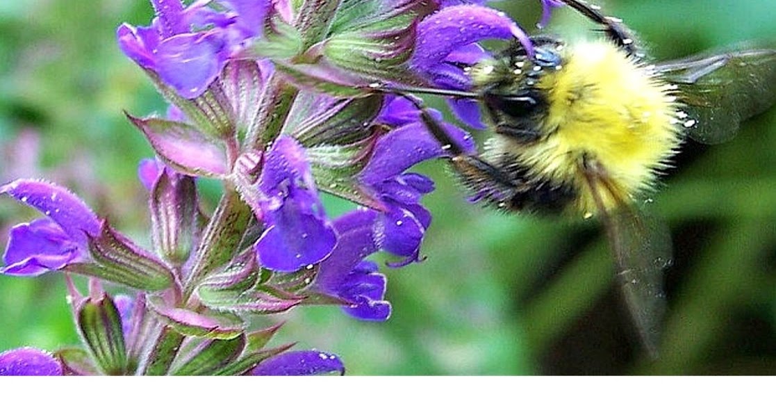 Catnip for Human Medicine - Proverbs 31 Homestead