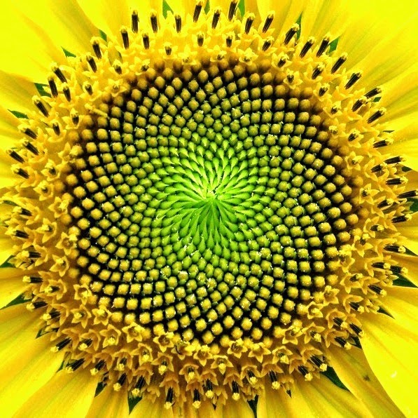 Fibonacci in nature fibonacci sequence architecture - guglsap