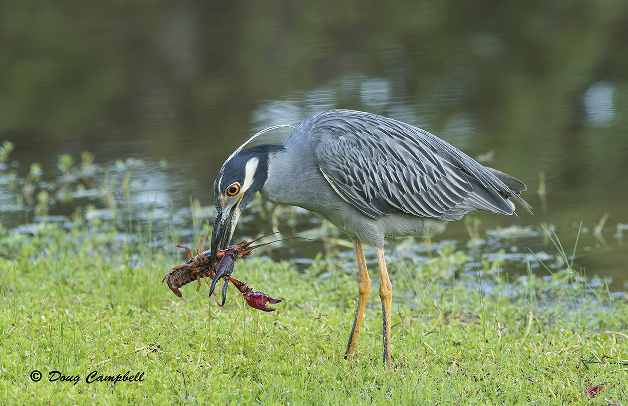 Doug Campbell Photography: YELLOW-CROWNED NIGHT-HERON