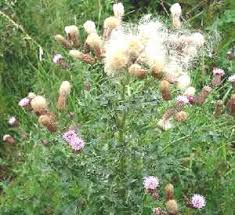 Seed to Feed Me: COMMON BRITISH WEEDS