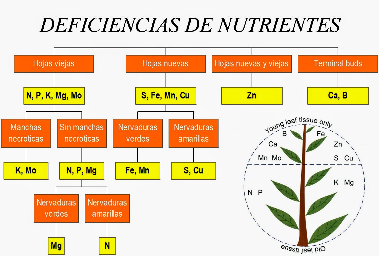 Bonsai sin Tontás: Deficiencias de nutrientes en nuestros bonsais