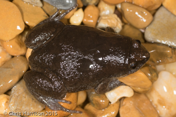 Frog Blog: Texas' Narrow-mouthed Toads- Gastrophryne carolinensis ...